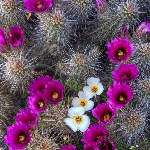 Arizona Wild Flowers