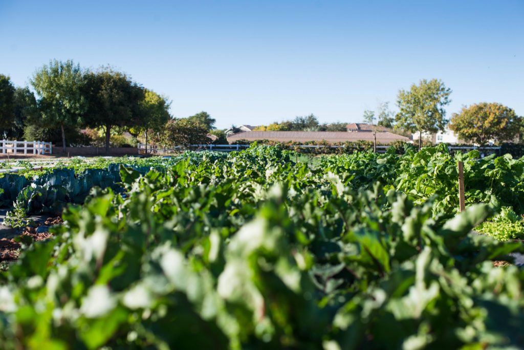 The Farm at Agritopia - Images Arizona magazine