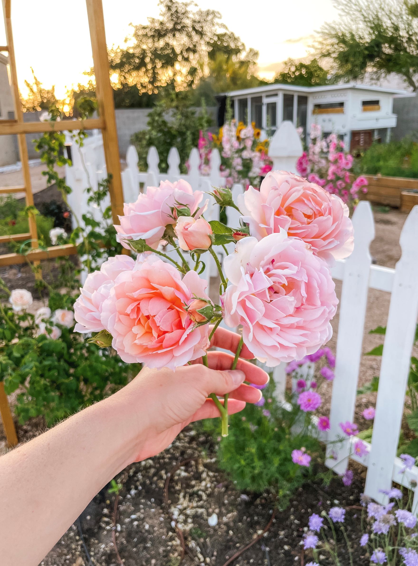 Backyard Blooms » Images Arizona