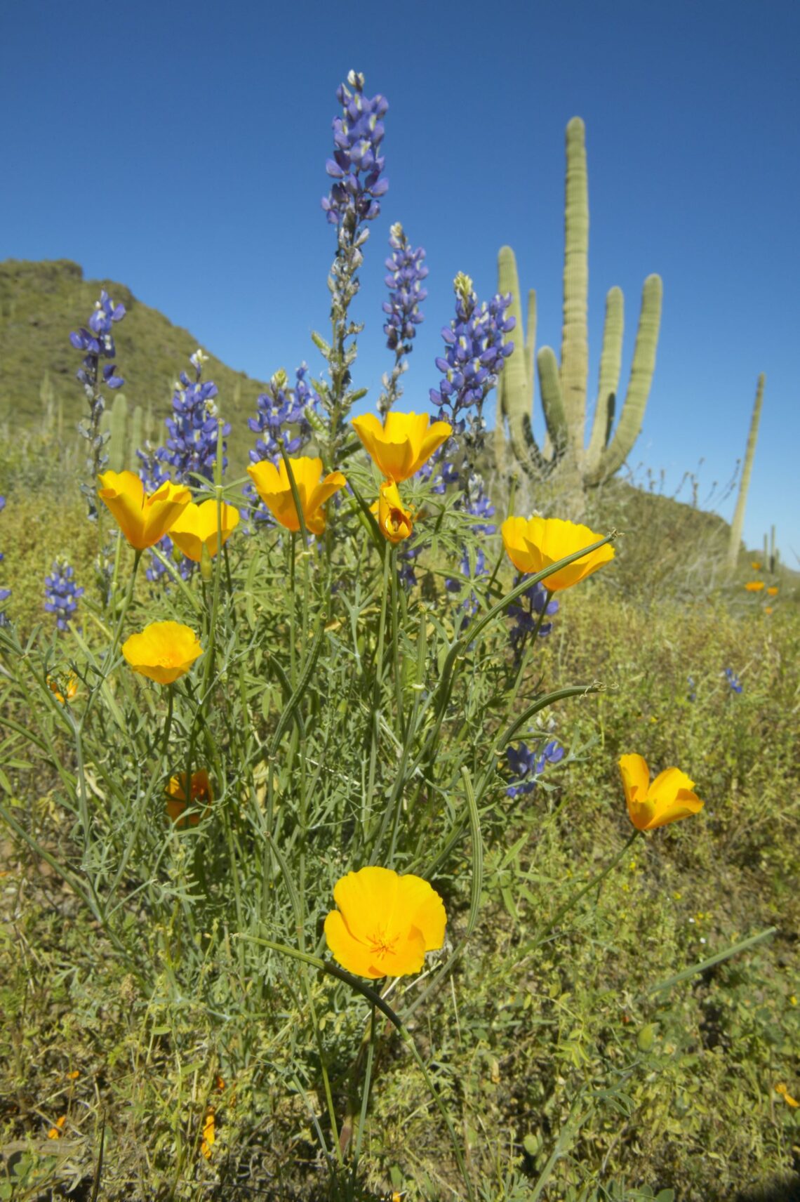 Flower Power: Where to See Arizona's Best Blooms » Images Arizona