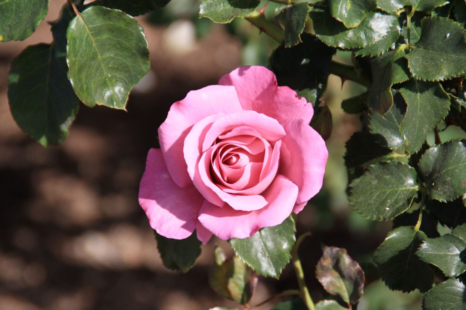 Everything’s Coming Up Roses » Images Arizona