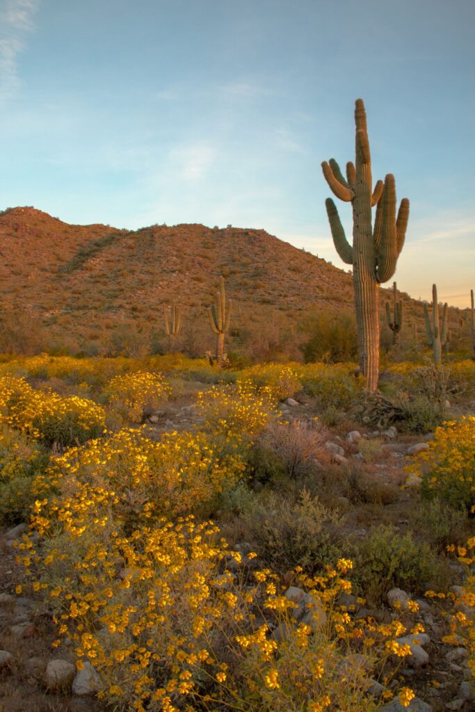 Flower Power: Where to See Arizona's Best Blooms » Images Arizona