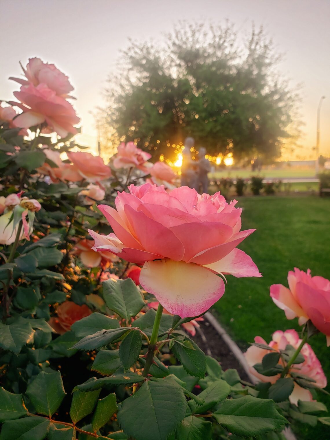 Everything’s Coming Up Roses » Images Arizona
