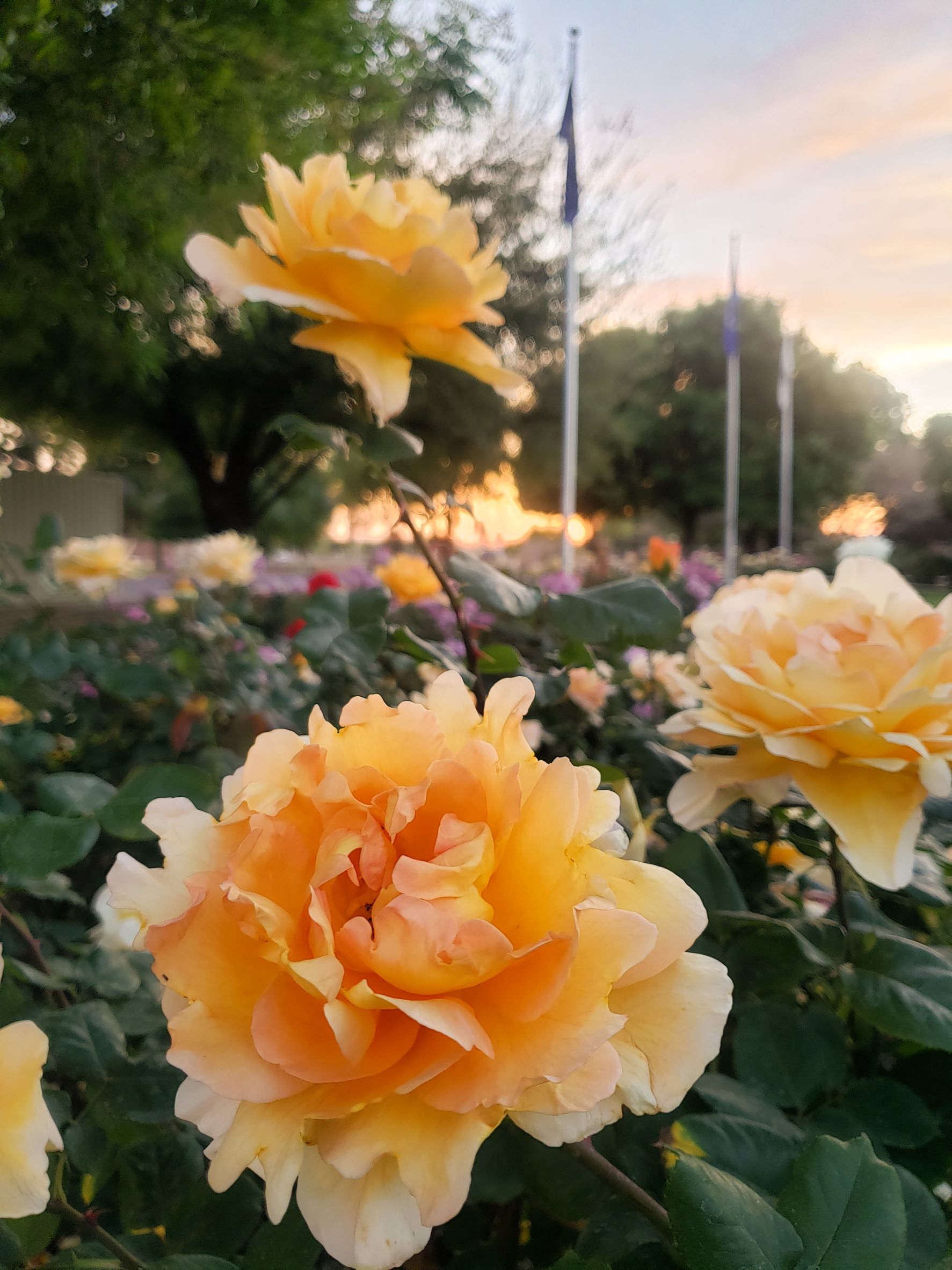 Everything’s Coming Up Roses » Images Arizona