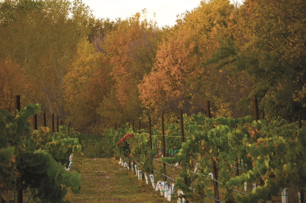 Swirl, Sip, Savor » Images Arizona