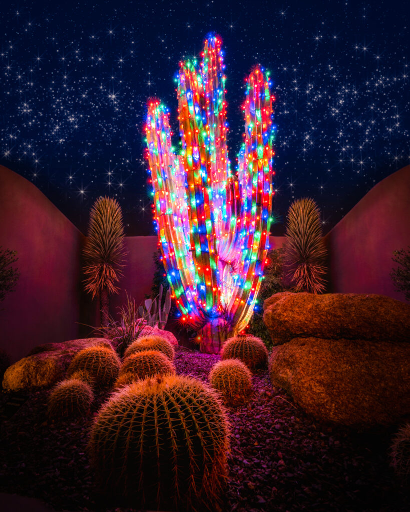 Christmas Cactus » Images Arizona