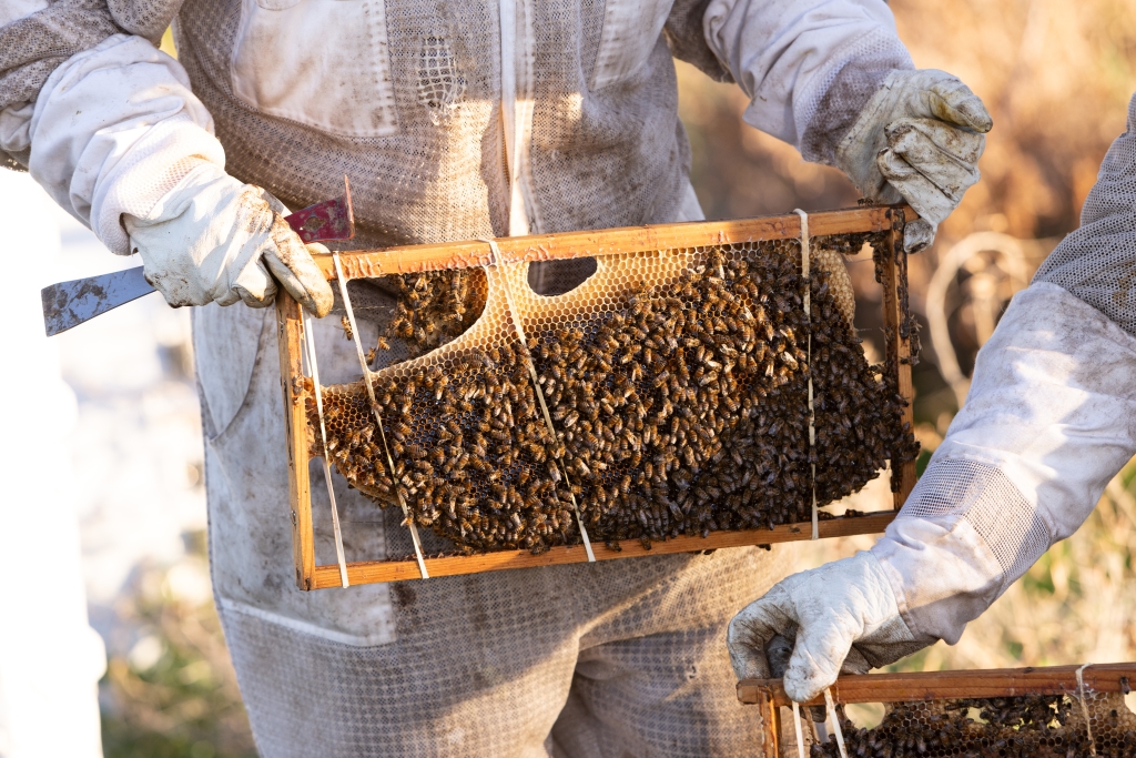 Bees, Honey & A Rooster Named Chewie » Images Arizona