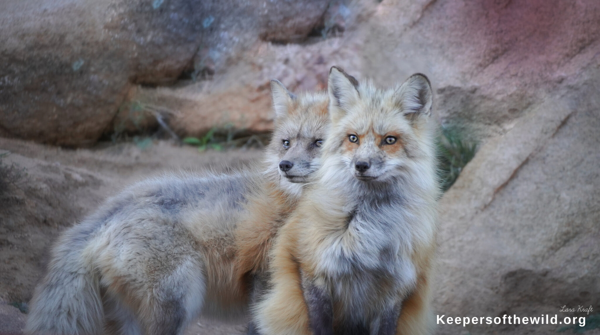 Southwestern Safari: Arizona’s Amazing Animal Attractions » Images Arizona