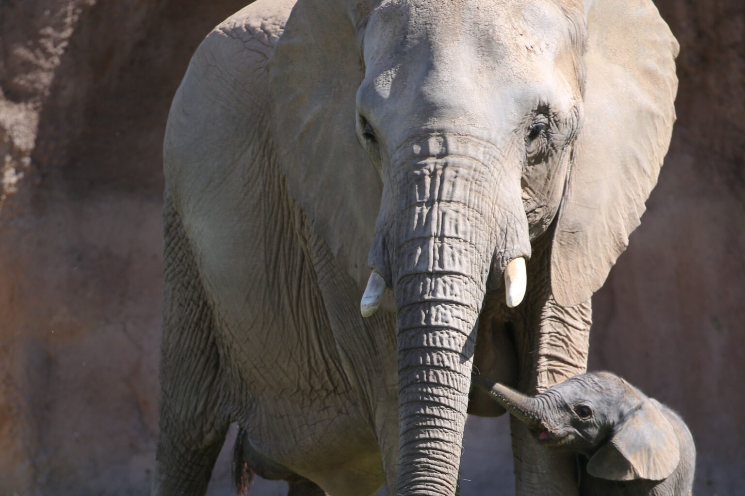 Southwestern Safari: Arizona’s Amazing Animal Attractions » Images Arizona