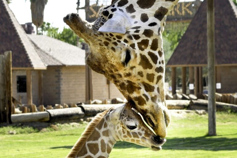 Southwestern Safari: Arizona’s Amazing Animal Attractions » Images Arizona