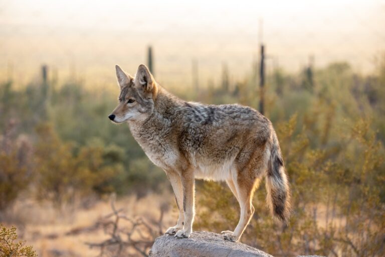 Southwestern Safari: Arizona’s Amazing Animal Attractions » Images Arizona
