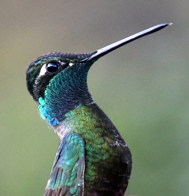 Plumage Paradise » Images Arizona